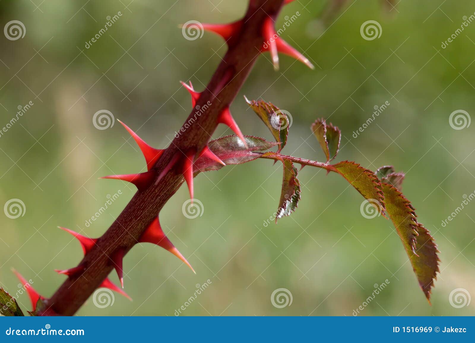 Hoja de la zarza (detalle) imagen de archivo. Imagen de picar - 1516969