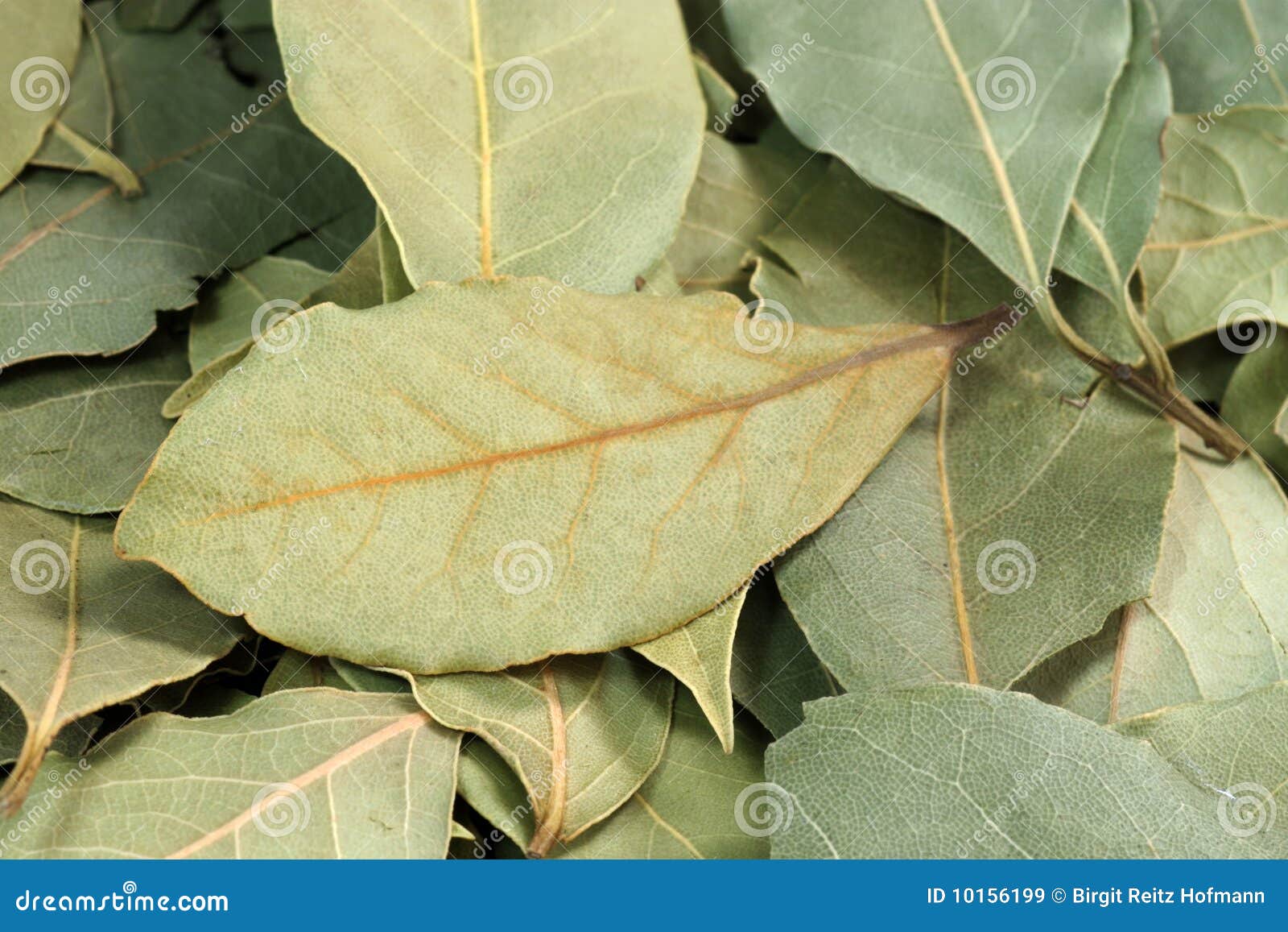 Hoja de laurel imagen de archivo. Imagen de hierba, follaje - 10156199