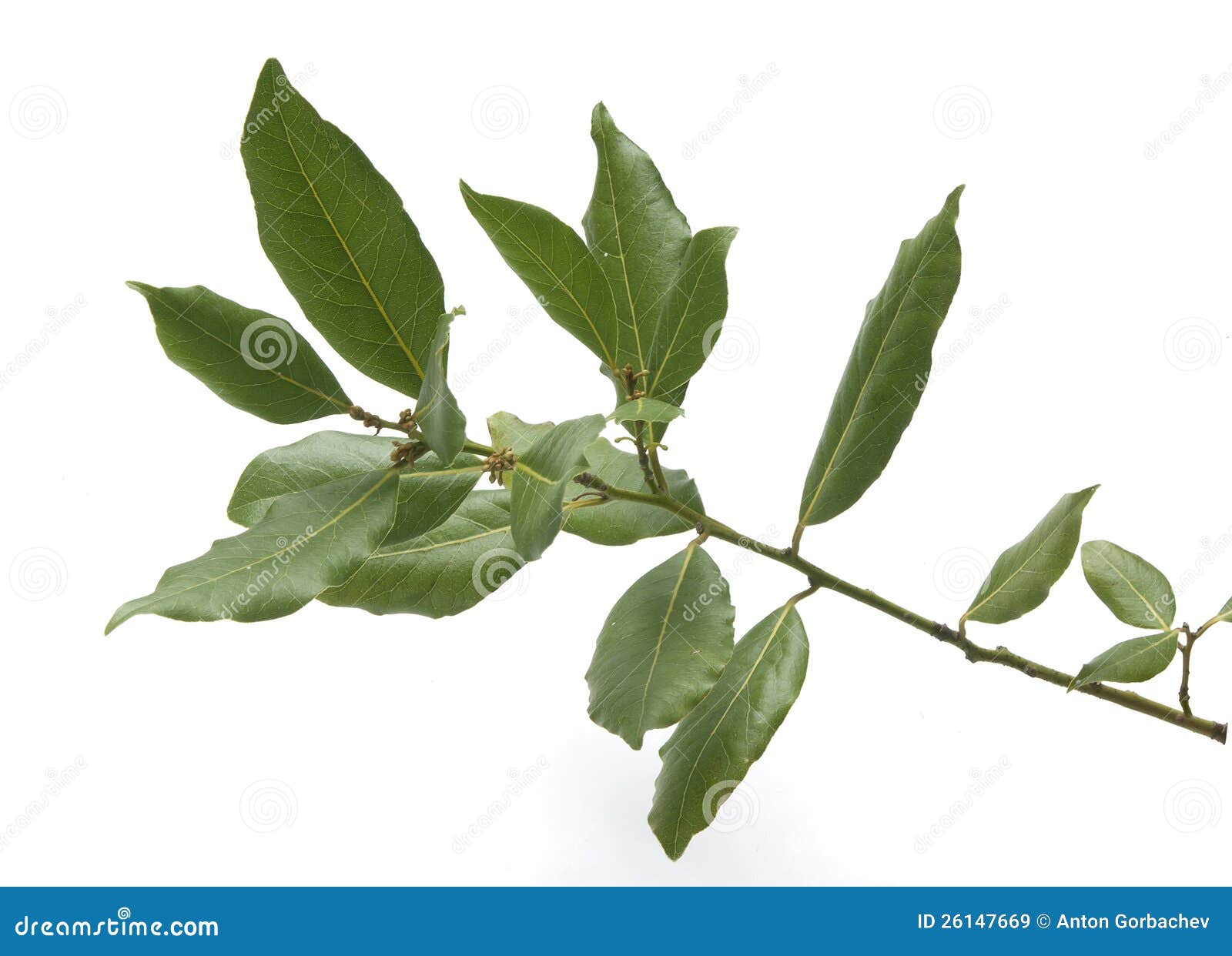 Hoja de laurel imagen de archivo. Imagen de aislado, verde - 26147669