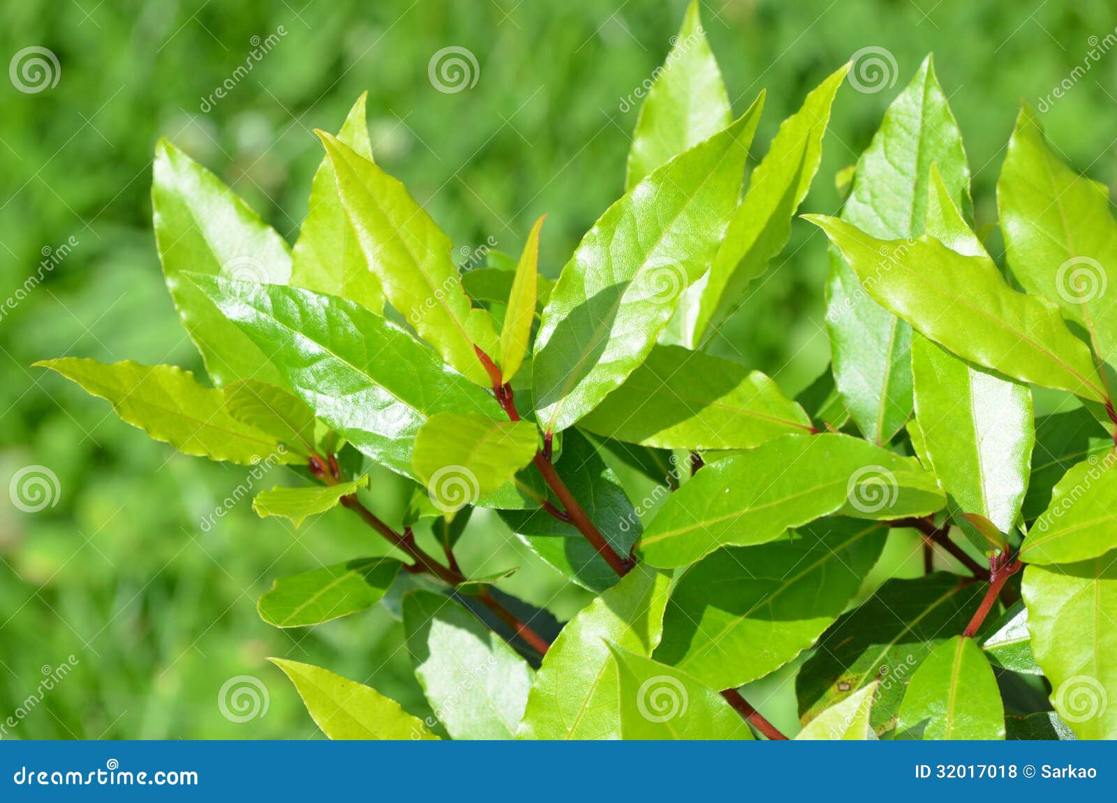 Hoja de laurel foto de archivo. Imagen de hojas, travieso - 32017018