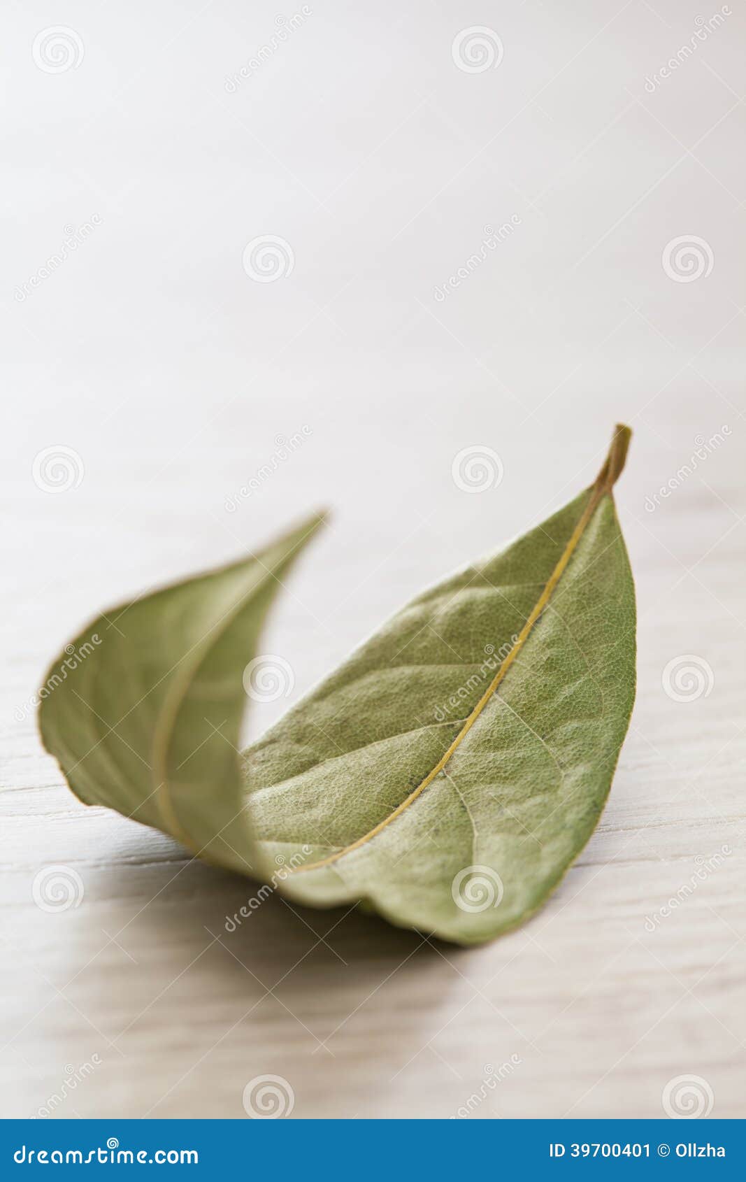Hoja de laurel imagen de archivo. Imagen de fondo, planta - 39700401