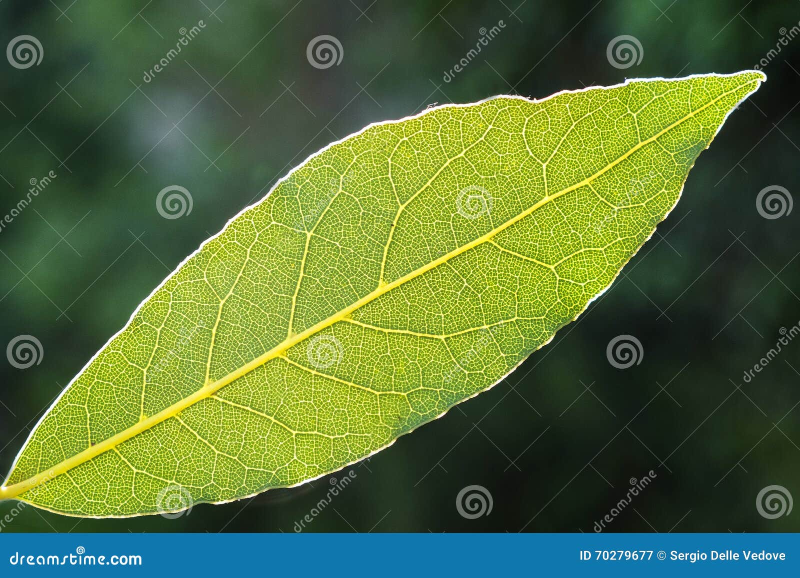 Hoja de laurel imagen de archivo. Imagen de crudo, perenne - 70279677