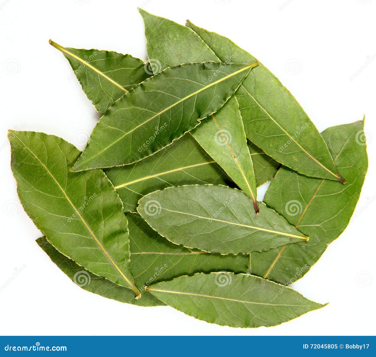 Hoja de laurel imagen de archivo. Imagen de planta, vegetariano - 72045805