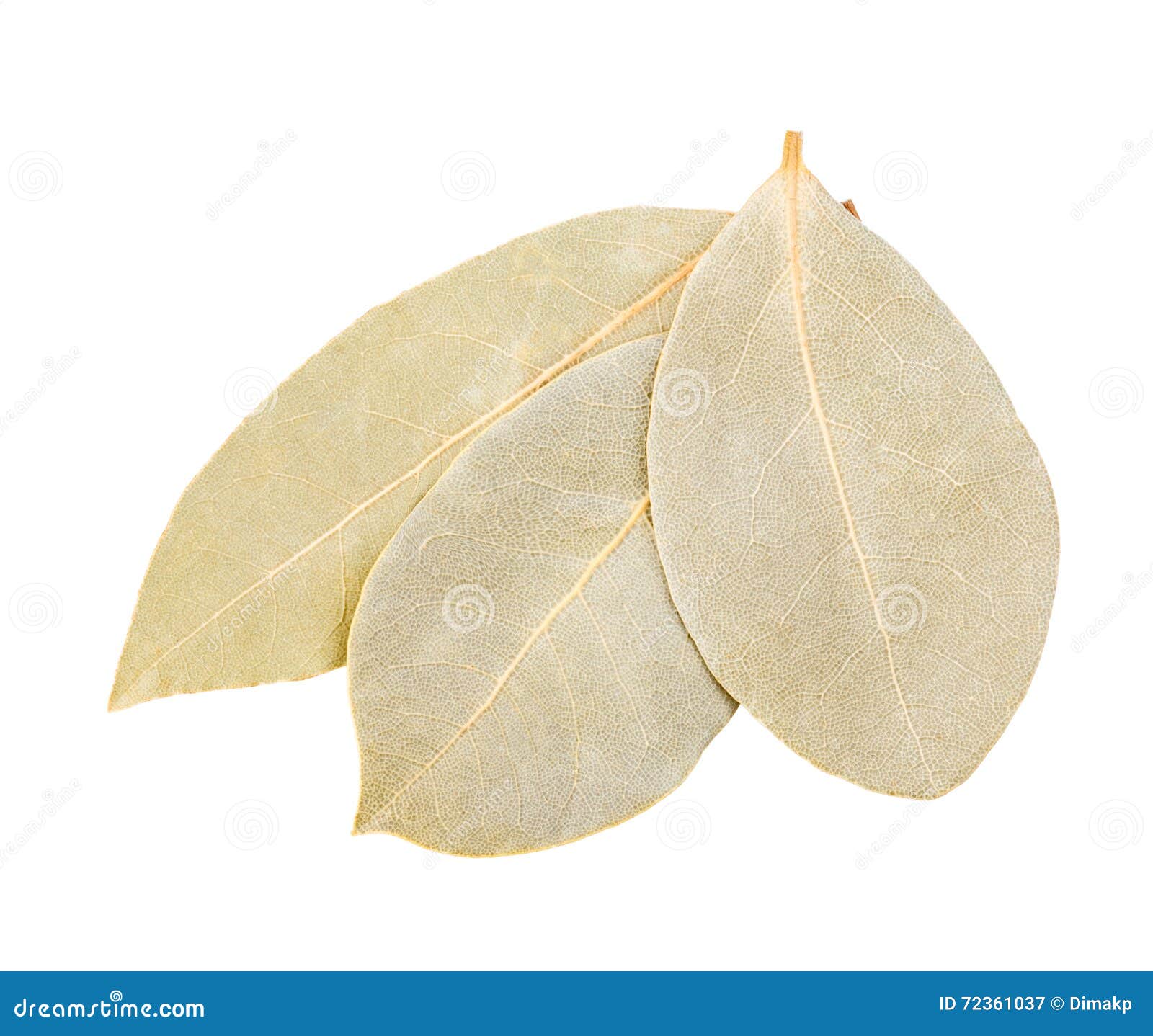 Hoja de laurel aislada imagen de archivo. Imagen de laurel - 72361037