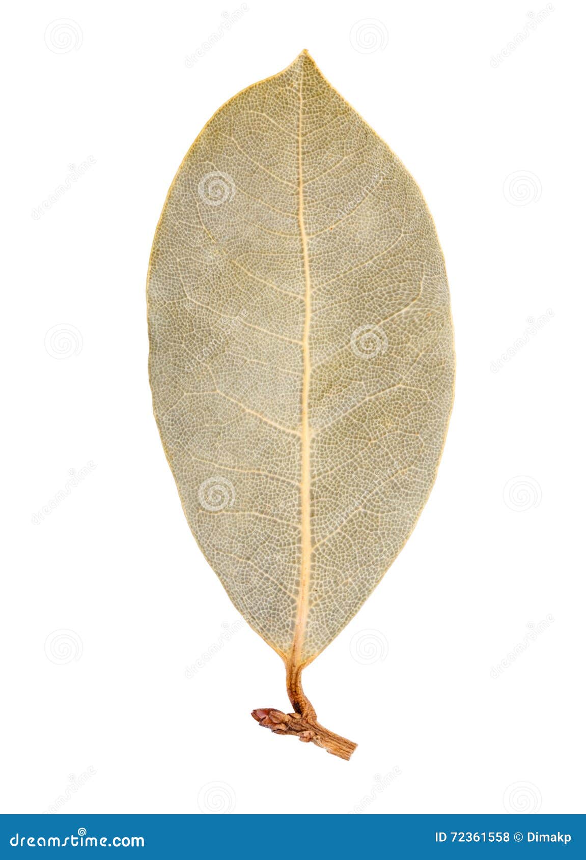 Hoja de laurel aislada foto de archivo. Imagen de hierba - 72361558
