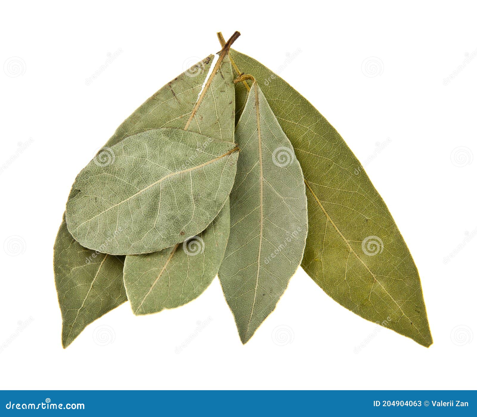 Hoja De Laurel Aislada Sobre Blanco Imagen de archivo - Imagen de sano ...