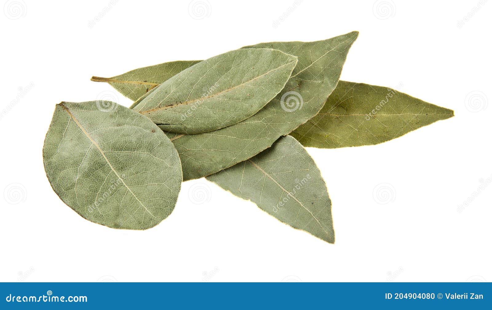 Hoja De Laurel Aislada Sobre Blanco Foto de archivo - Imagen de seco ...