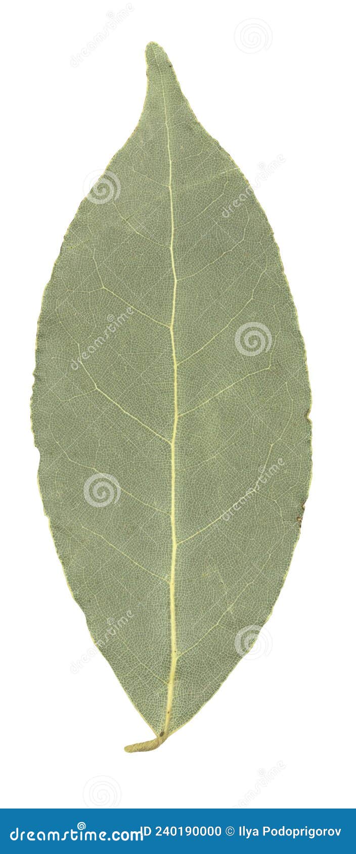 Hoja De Laurel Aislada Sobre Fondo Blanco Foto de archivo - Imagen de ...