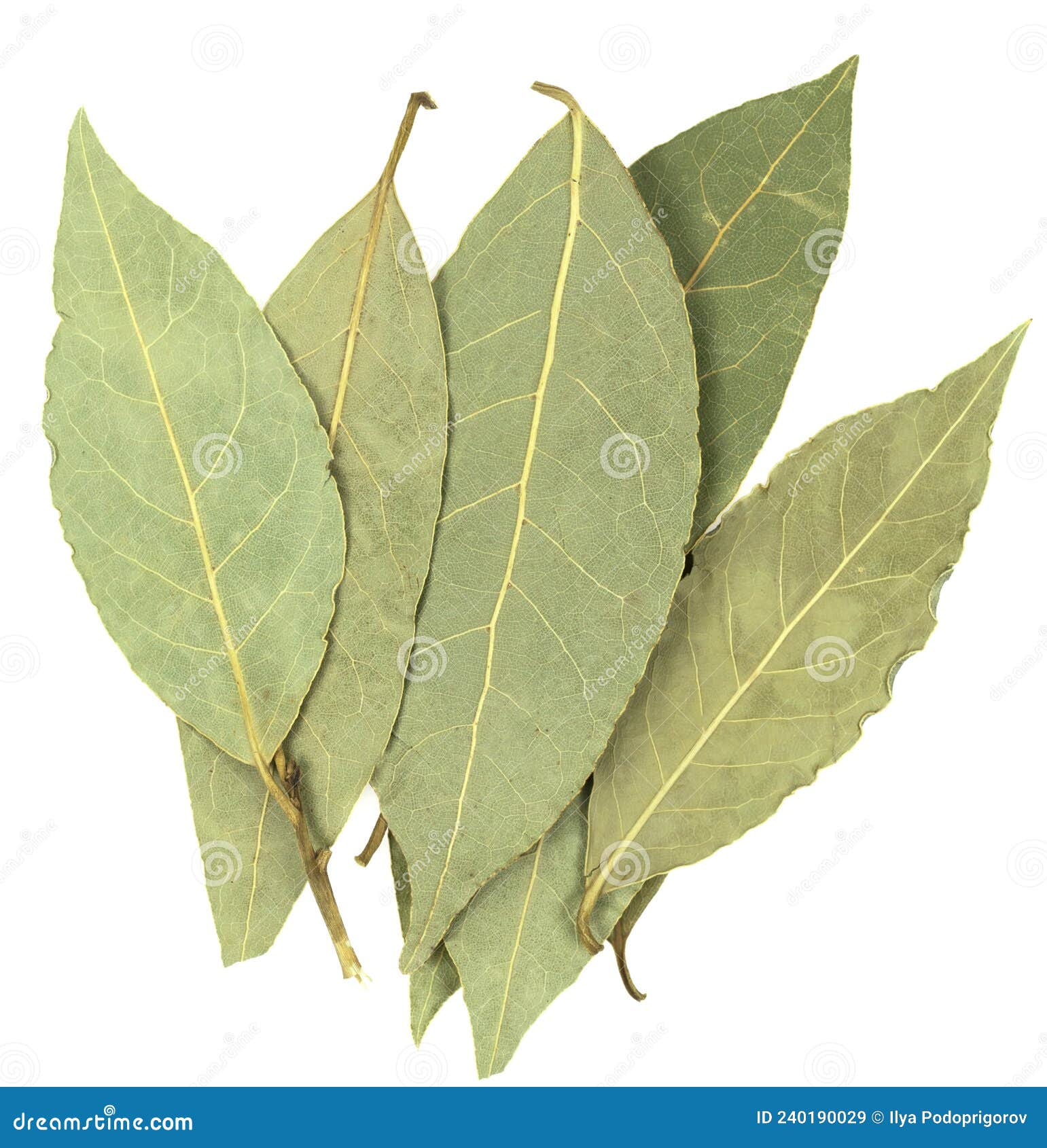 Hoja De Laurel Aislada Sobre Fondo Blanco Imagen de archivo - Imagen de ...