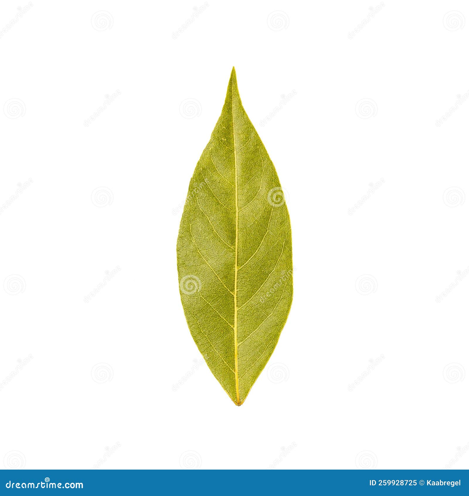 Hoja De Laurel Aislada Sobre Fondo Blanco Imagen de archivo - Imagen de ...
