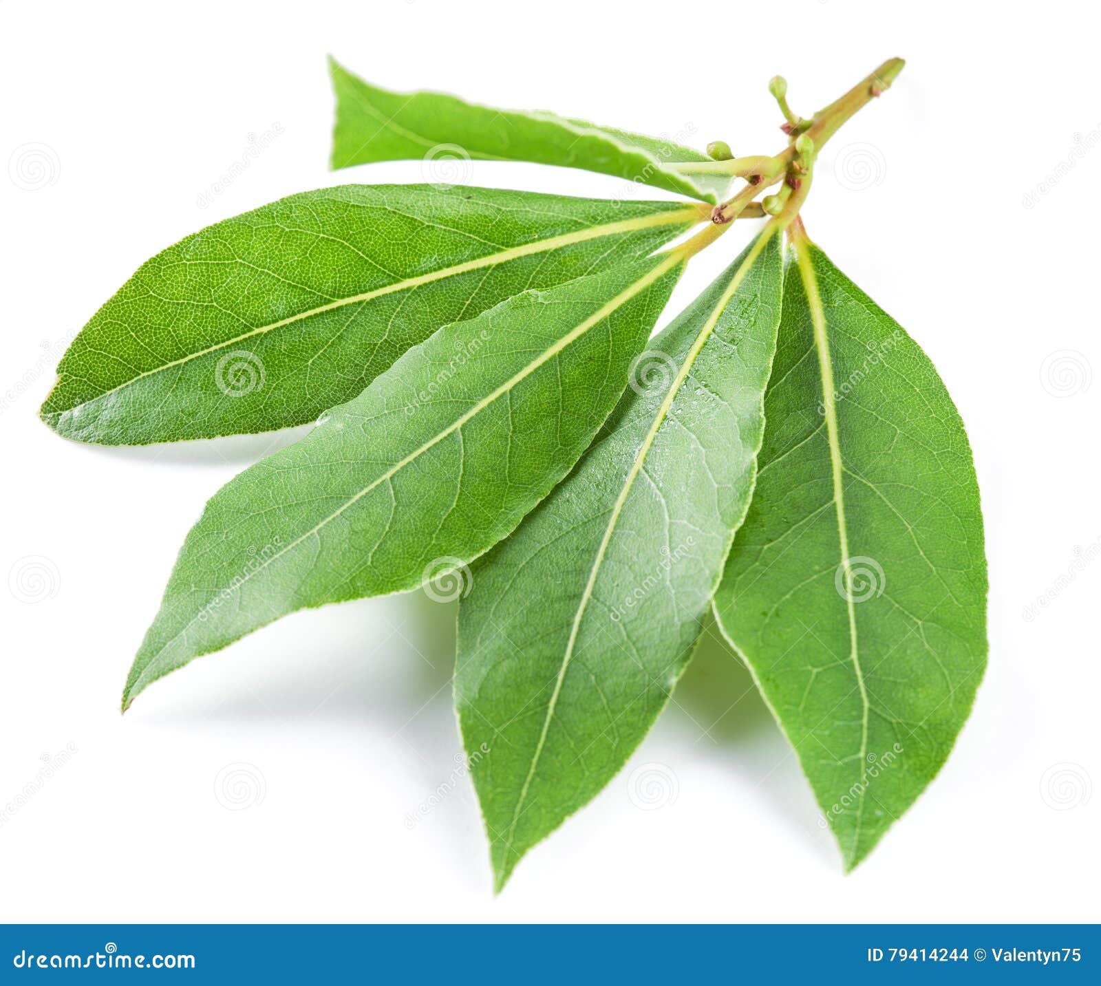 Hoja De Laurel En El Fondo Blanco Foto de archivo - Imagen de especia ...