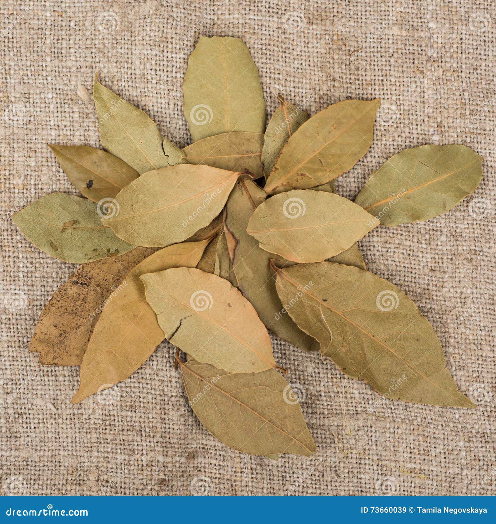 Hoja de laurel seca imagen de archivo. Imagen de sabor - 73660039