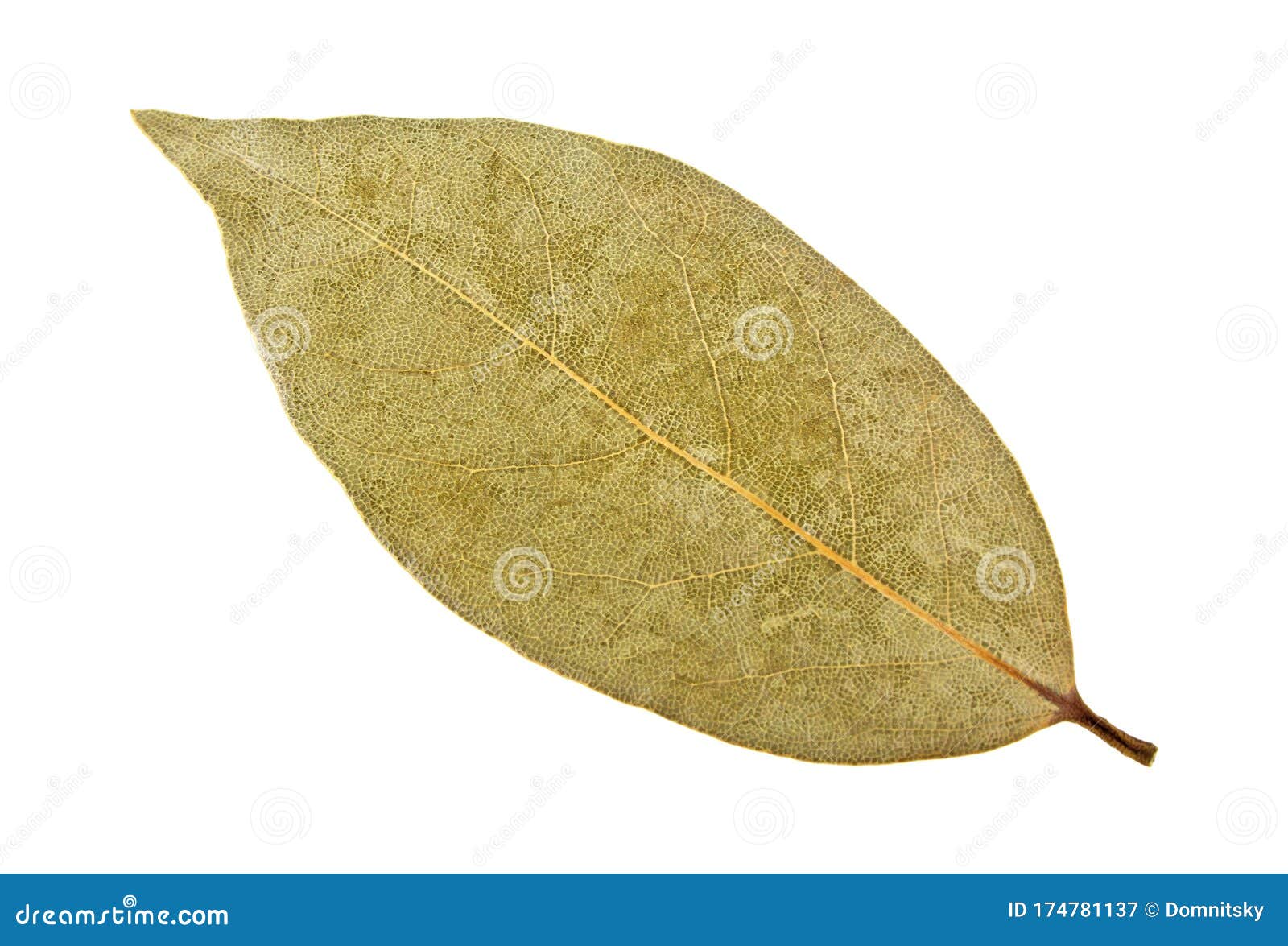 Hoja De Laurel Seca Aislada Sobre Fondo Blanco Imagen de archivo ...