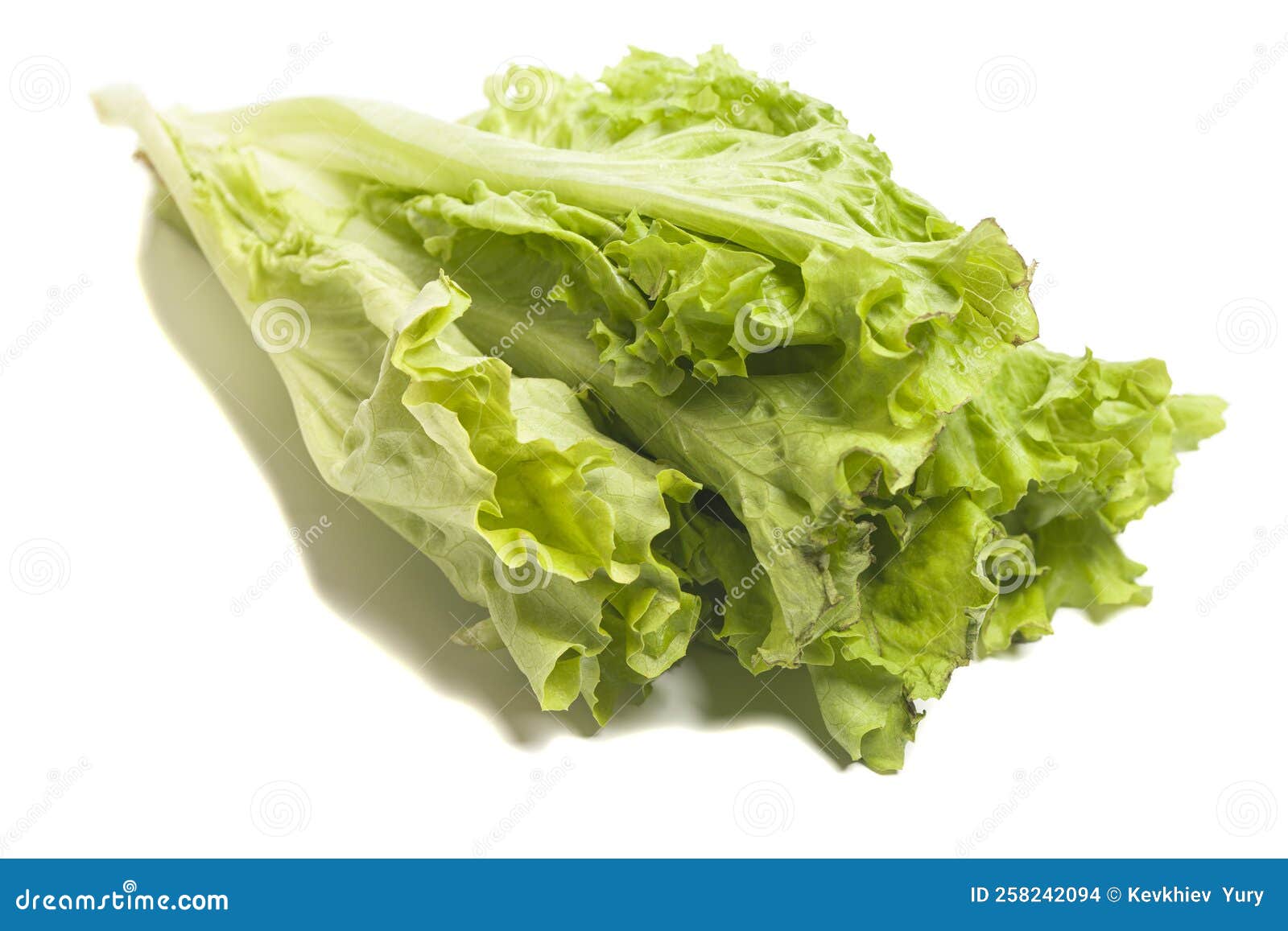 Hoja De Lechuga Aislada En Blanco Foto de archivo - Imagen de ...