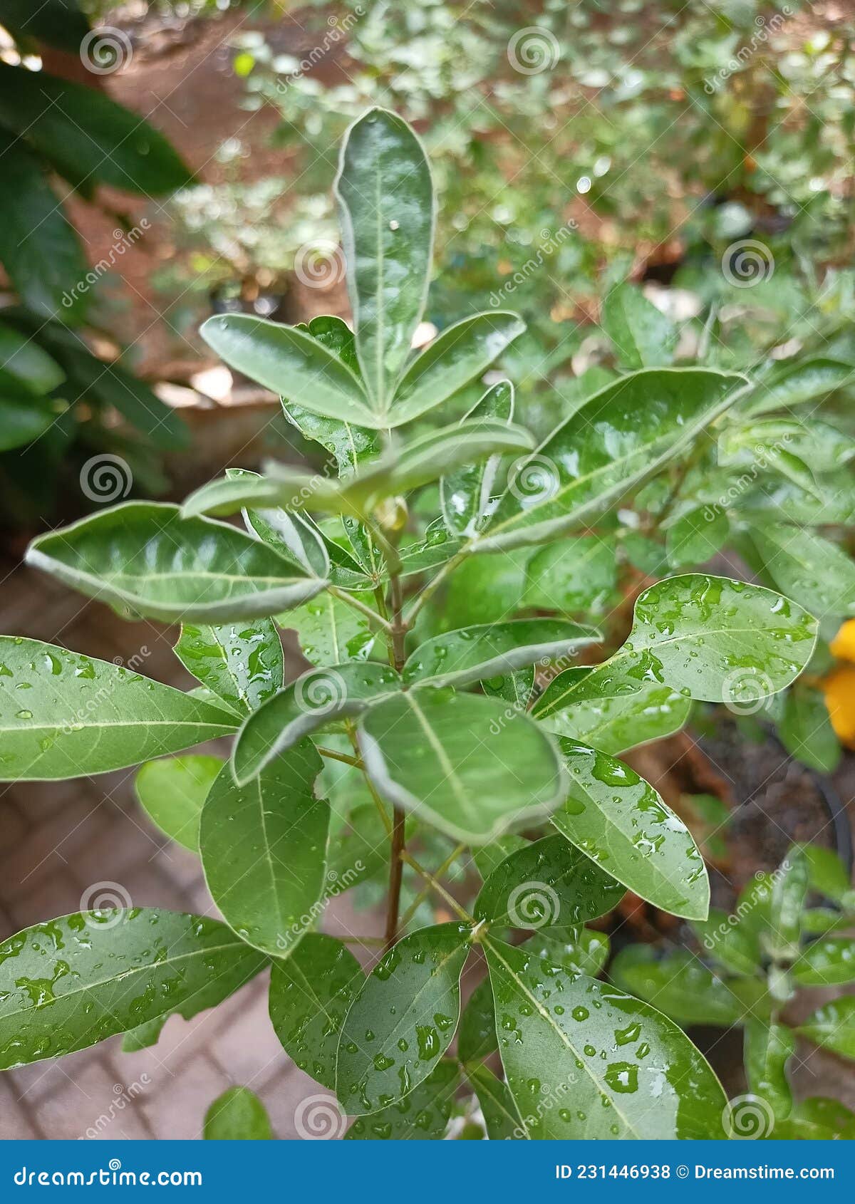 Hoja de legundi de planta foto de archivo. Imagen de verde - 231446938