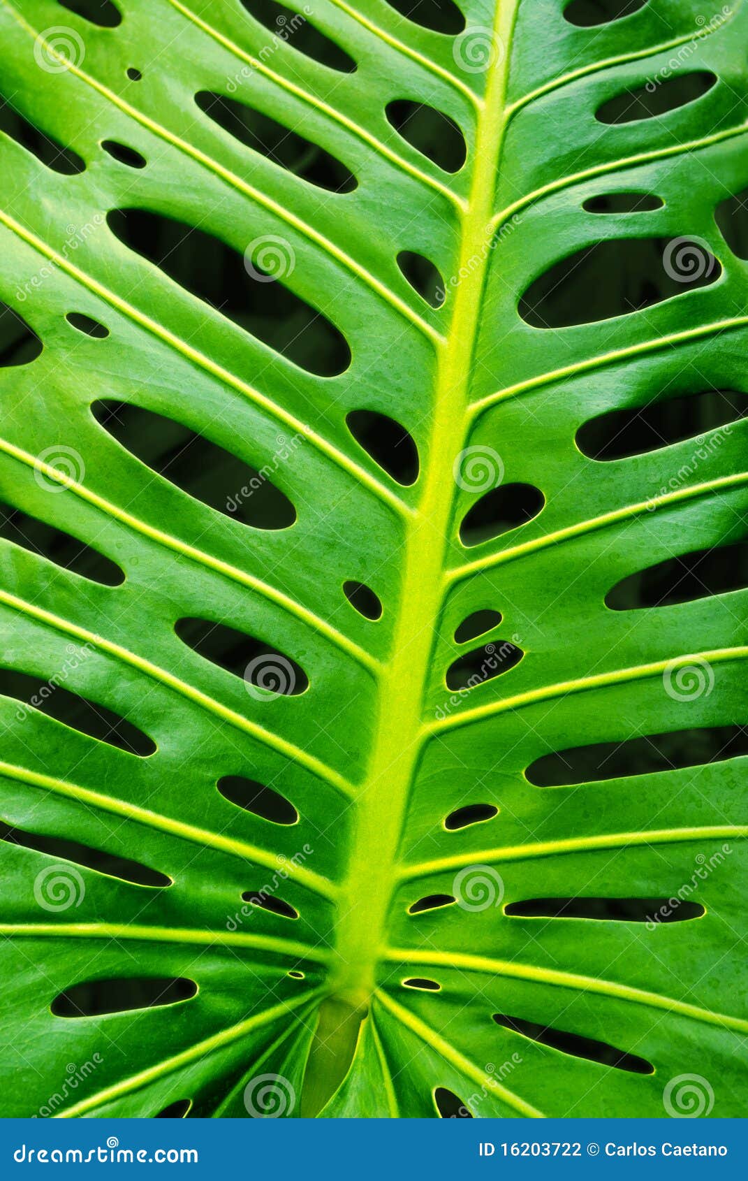 Hoja de Monstera foto de archivo. Imagen de palma, agujero - 16203722