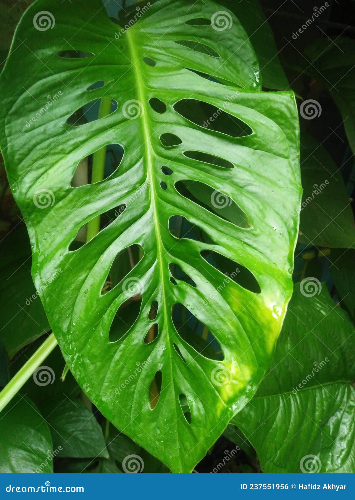 Hoja de monstera adansonii foto de archivo. Imagen de planta - 237551956