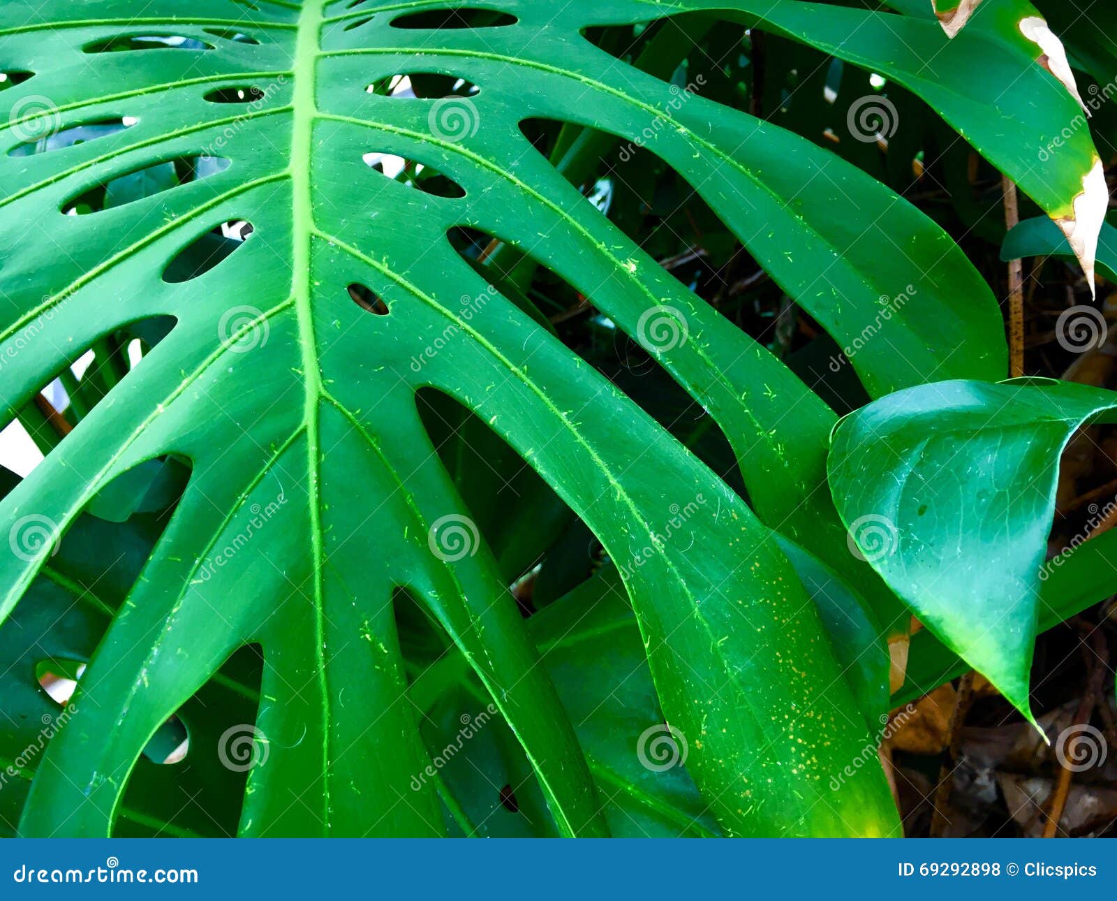 Hoja De Monstera (deliciosa De Monstera) Foto de archivo - Imagen de ...