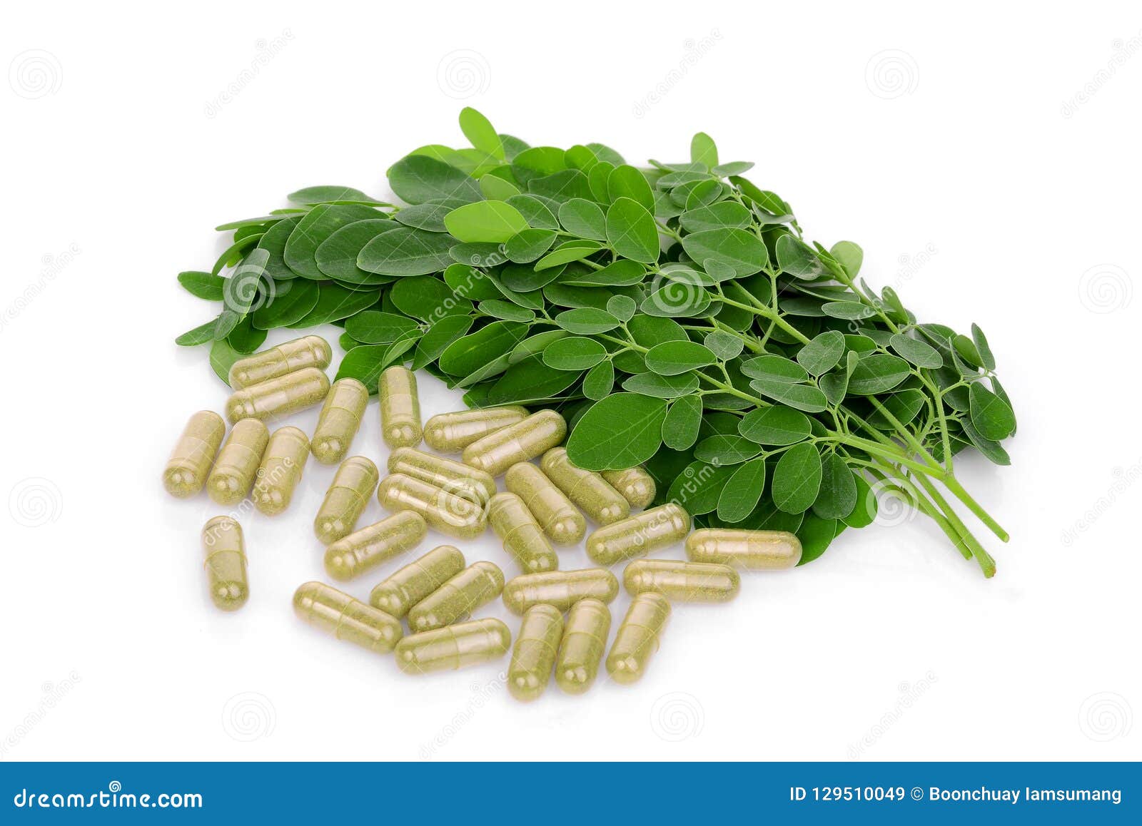 Hoja De Moringa Con La Cápsula Aislada En Blanco Imagen de archivo ...