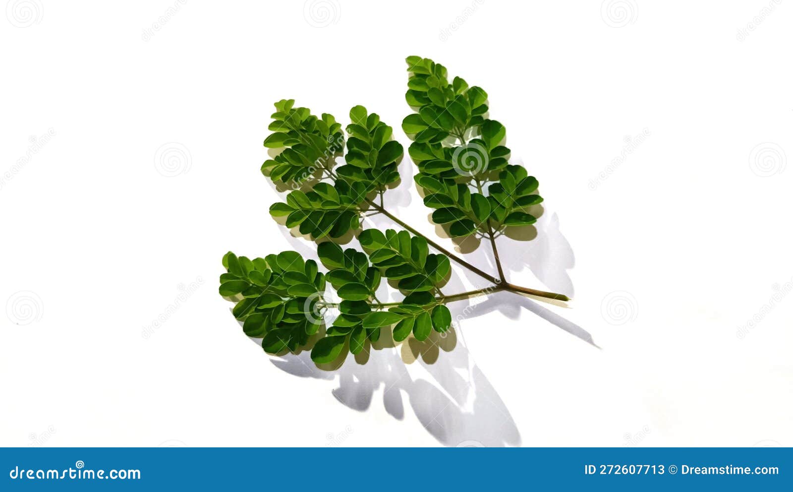 Hoja De Moringa De Fondo Blanco Aislado Imagen de archivo - Imagen de ...