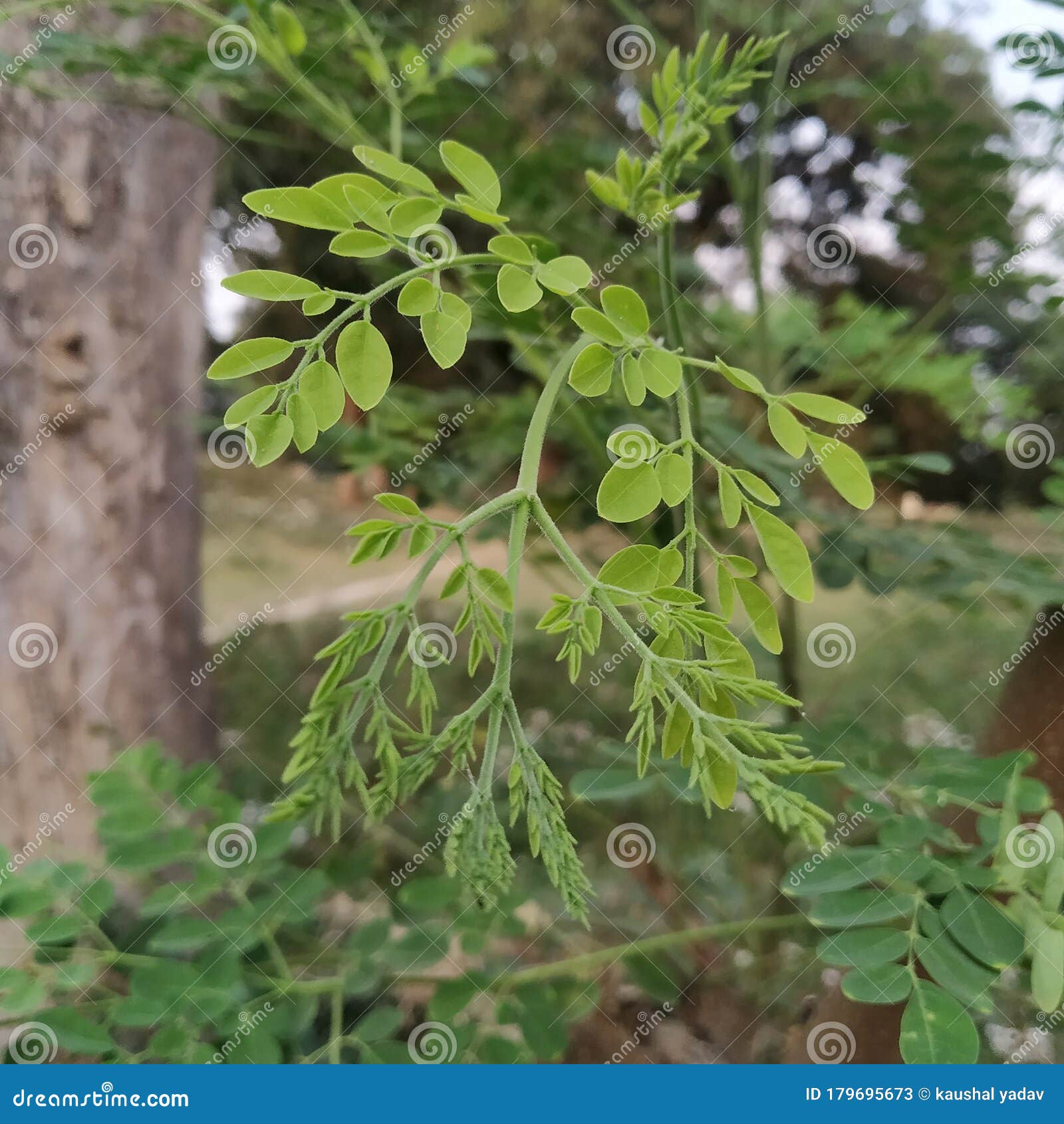Hoja de moringa oleifera imagen de archivo. Imagen de humano - 179695673