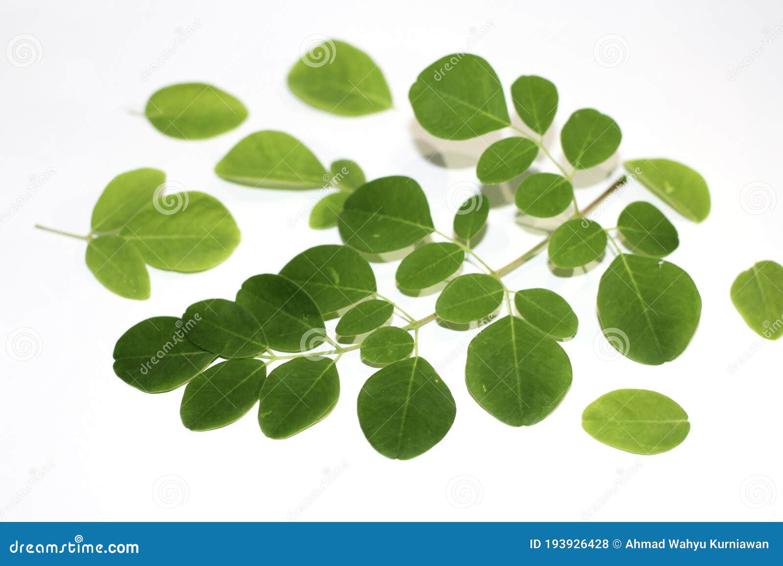 Hoja de moringa foto de archivo. Imagen de asia, vitamina - 193926428