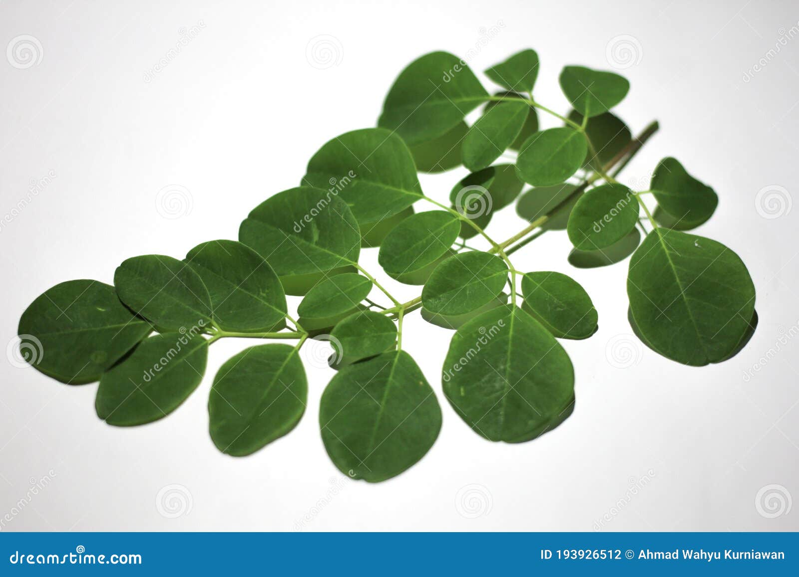 Hoja de moringa foto de archivo. Imagen de madera, sano - 193926512