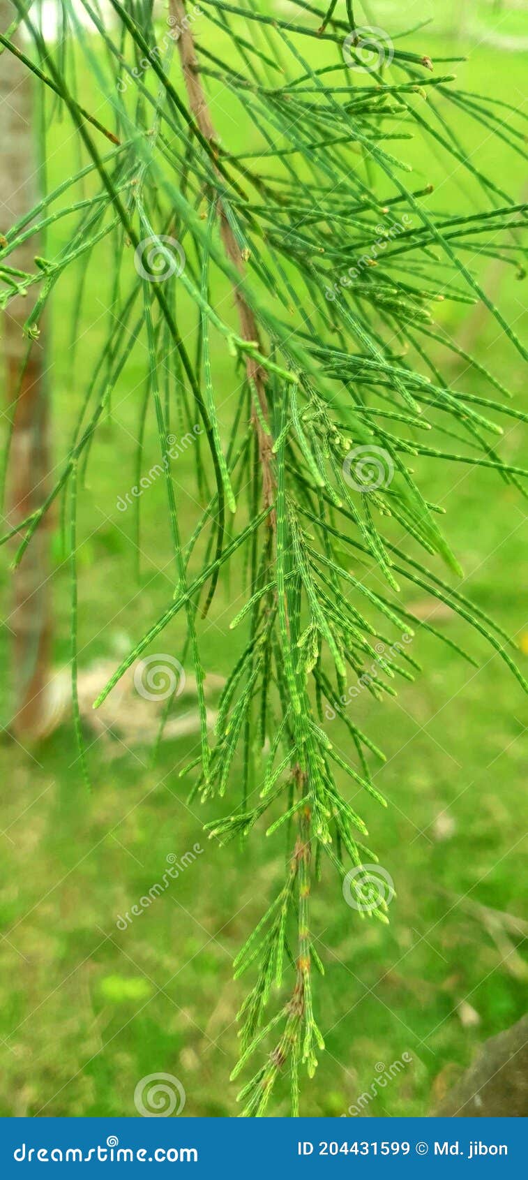 Hoja de niddel imagen de archivo. Imagen de arbusto - 204431599