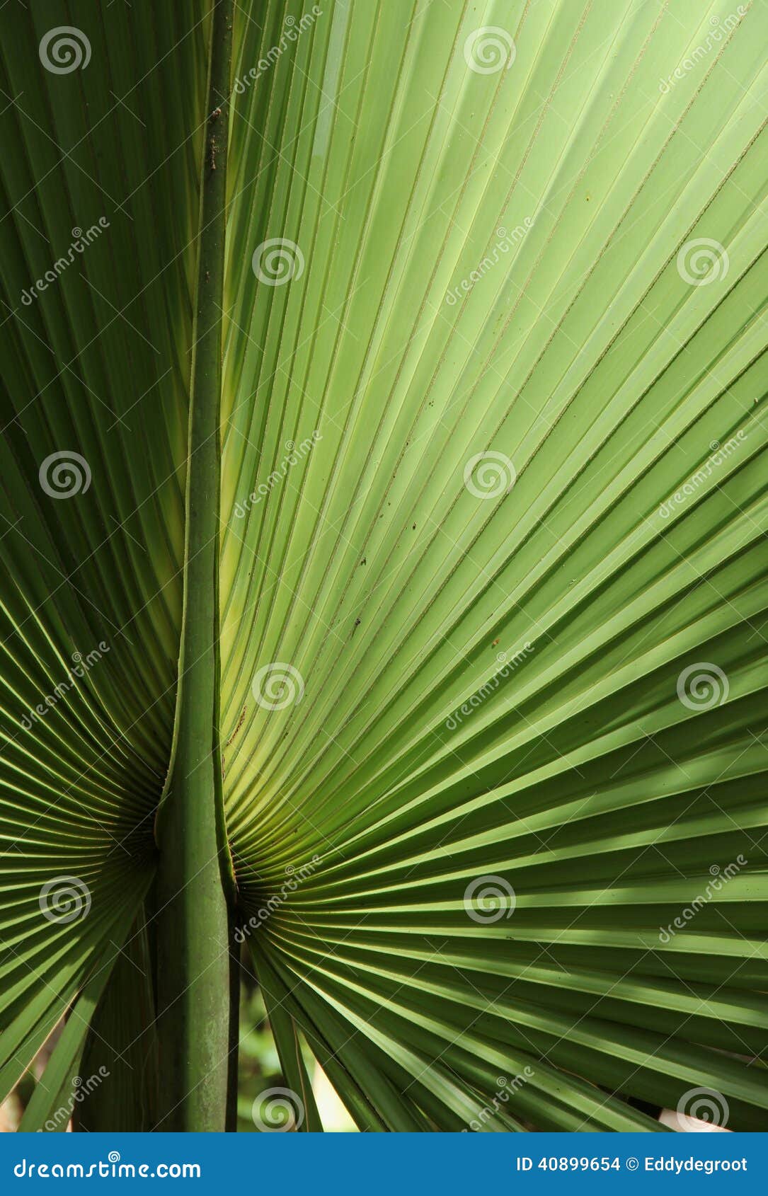 Hoja de palma foto de archivo. Imagen de exterior, palma - 40899654