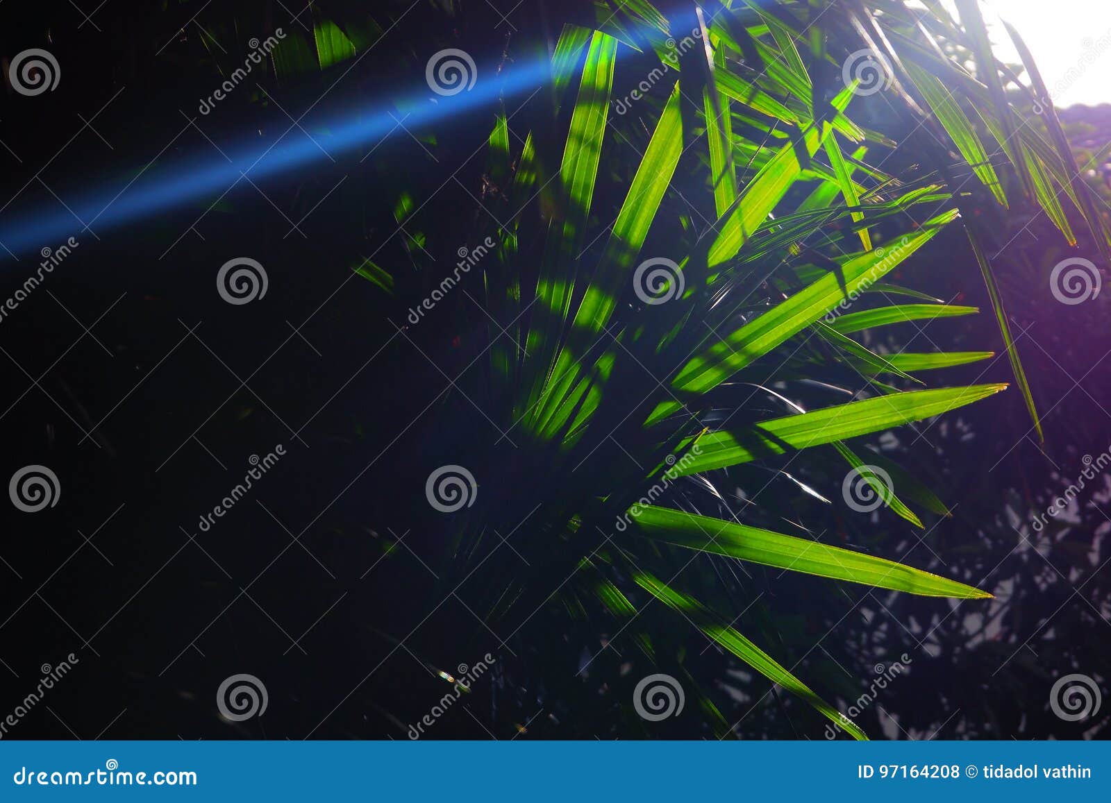 Hoja de palma de la rota foto de archivo. Imagen de amanecer - 97164208