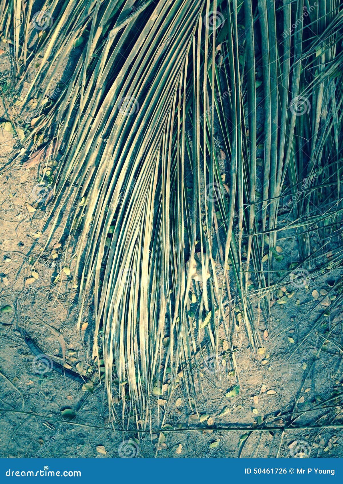 Hoja de palma muerta foto de archivo. Imagen de flora - 50461726