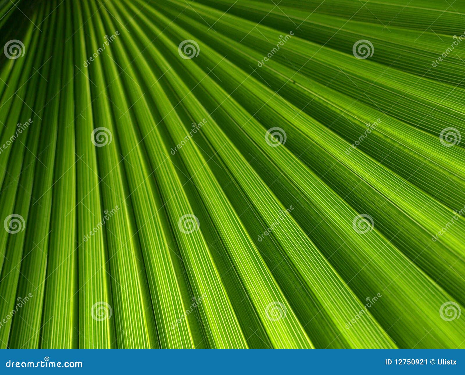 Hoja de palma verde imagen de archivo. Imagen de isla - 12750921