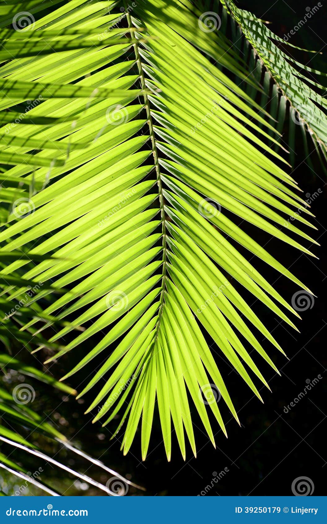 Hoja de palma verde imagen de archivo. Imagen de sunlight - 39250179