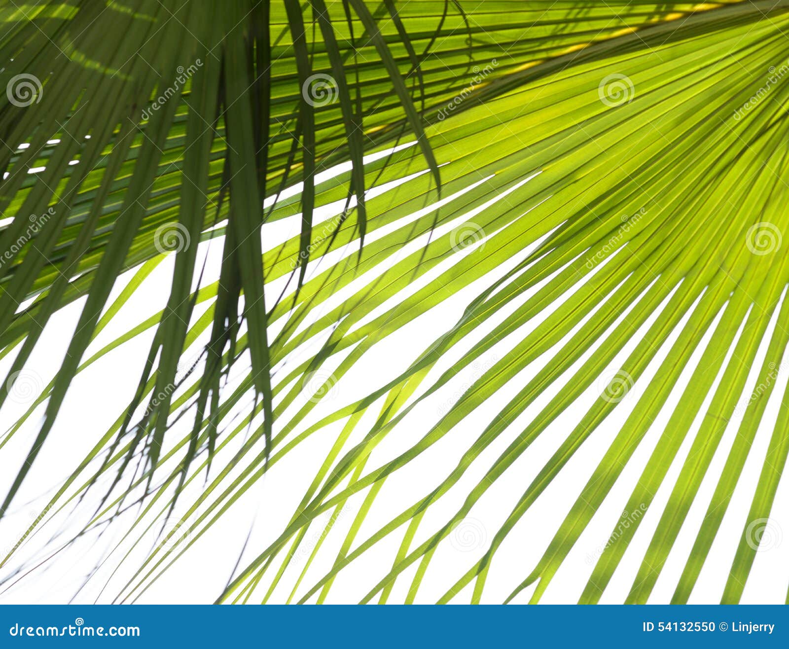 Hoja de palma verde foto de archivo. Imagen de palma - 54132550