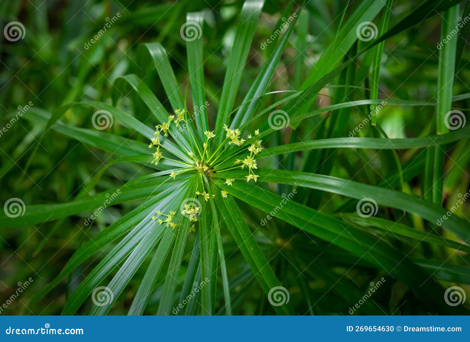 Hoja De Papiro Verde Floreciente Como Fondo. Foto de archivo - Imagen ...