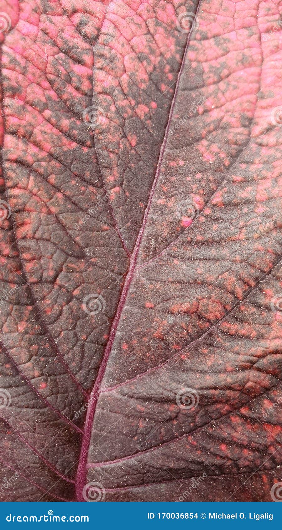 Hoja De Planta De Cimarrones Con Polvo Foto de archivo - Imagen de ...