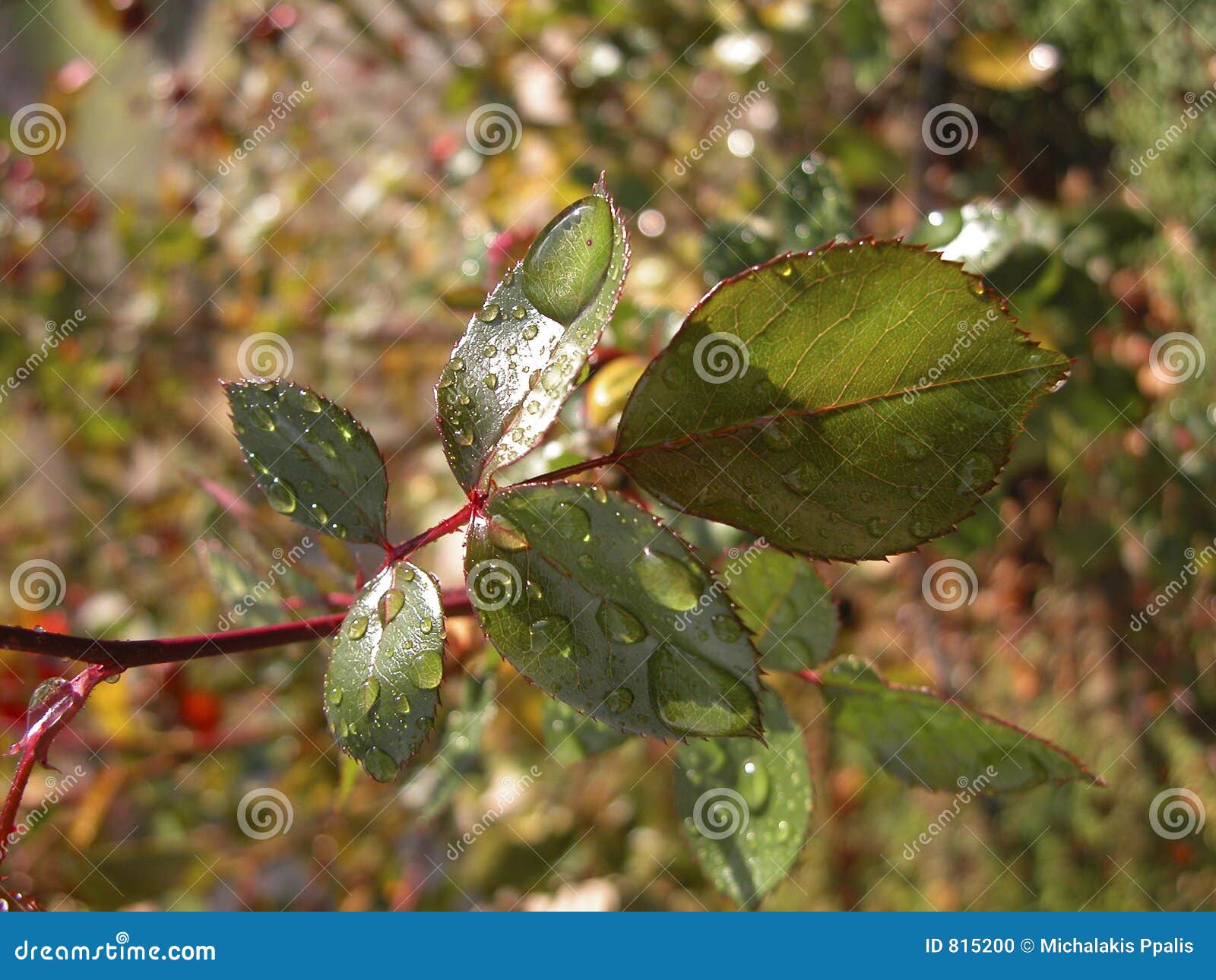 Hoja De Rosa Chionistrae, Rose Imagen. Imagen: 815200