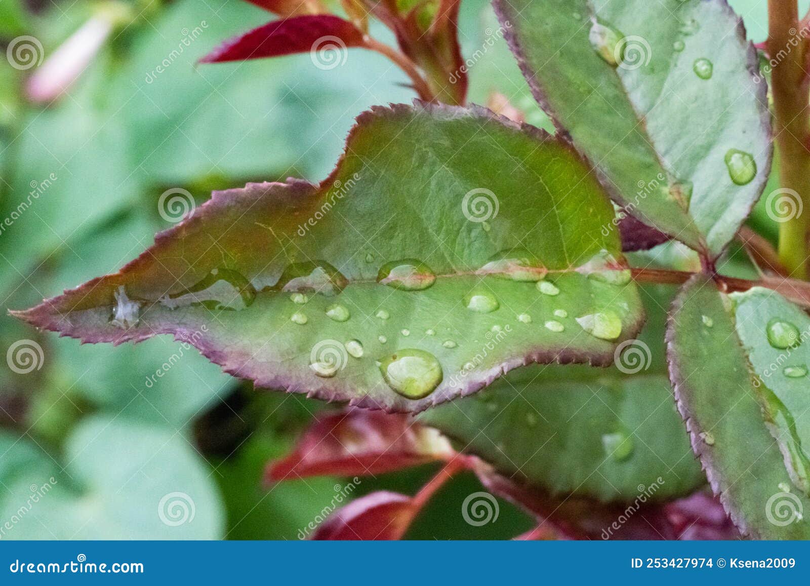 Hoja De Rosa Con Macro De Gotas De Lluvia Foto de archivo - Imagen de ...