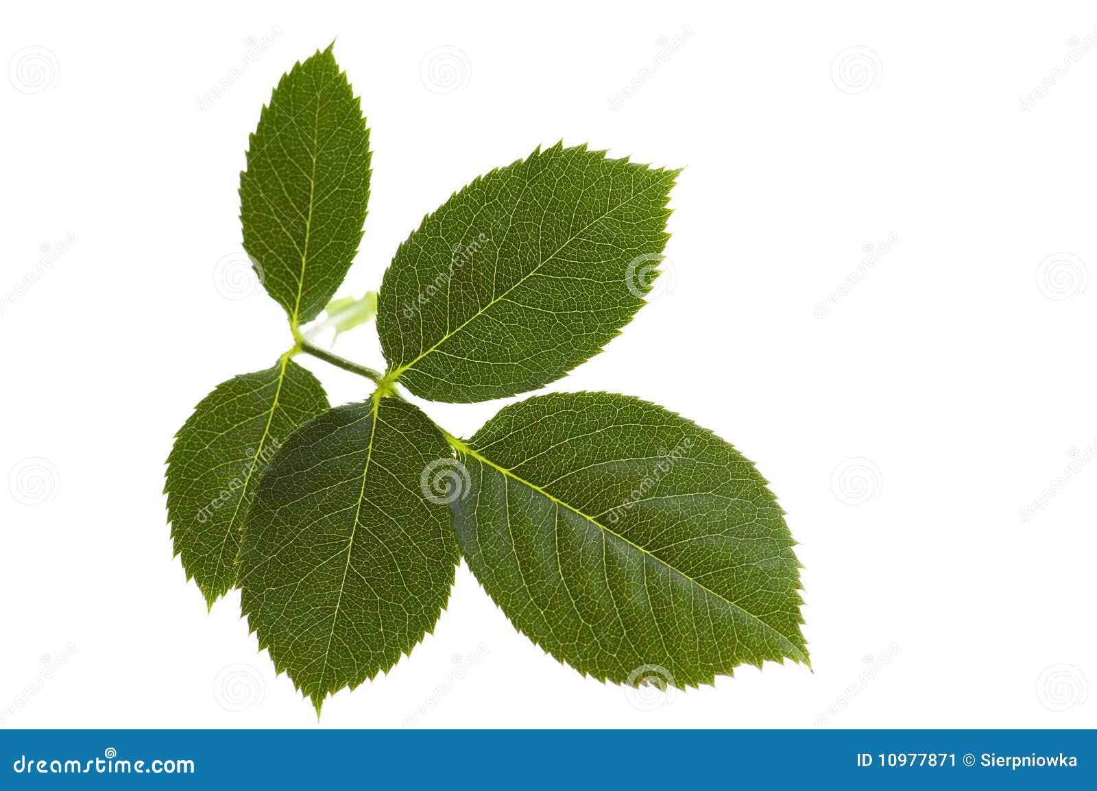 Hoja de Rose imagen de archivo. Imagen de hoja, verde - 10977871