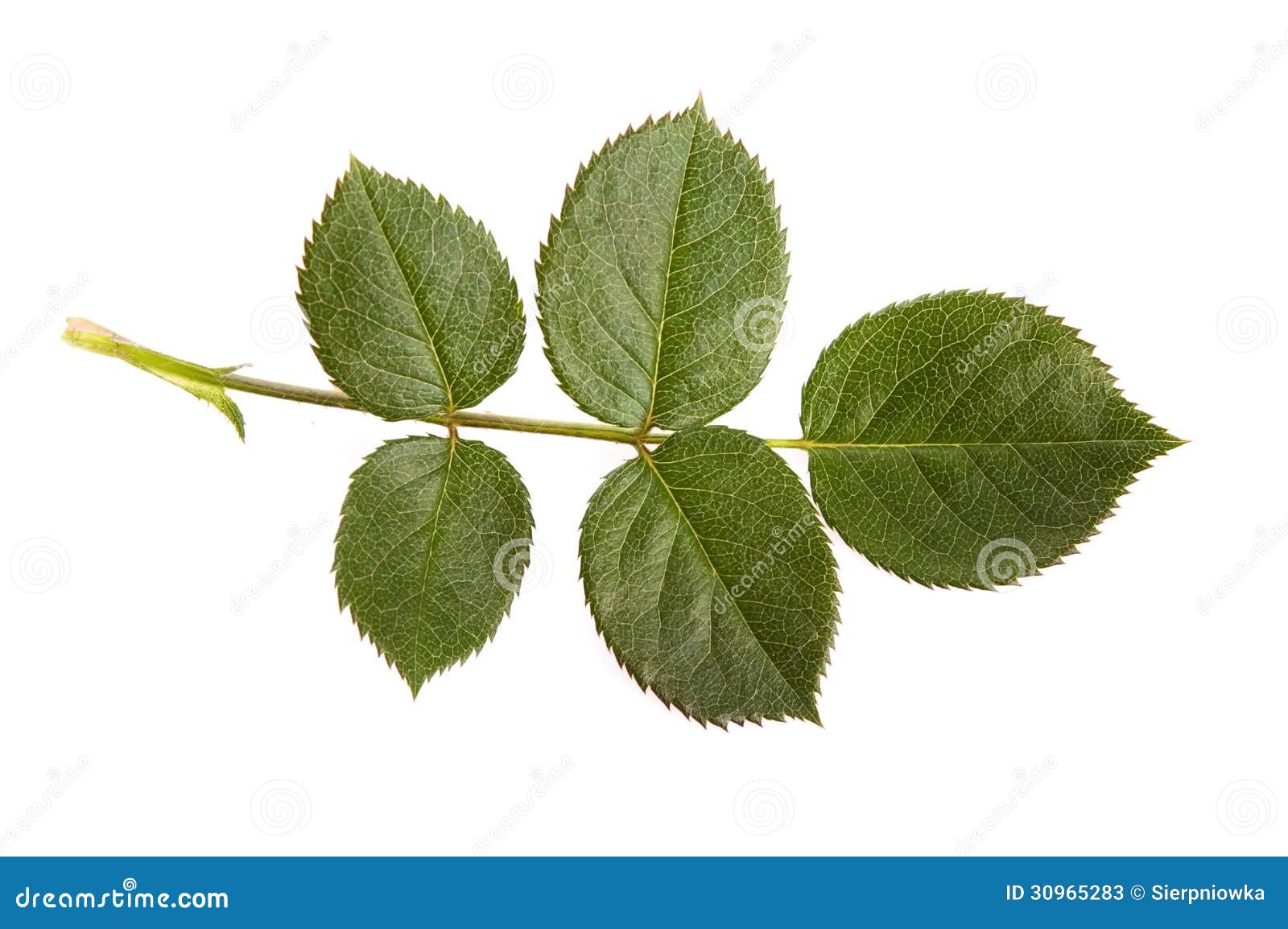 Hoja de Rose imagen de archivo. Imagen de hermoso, cubo - 30965283