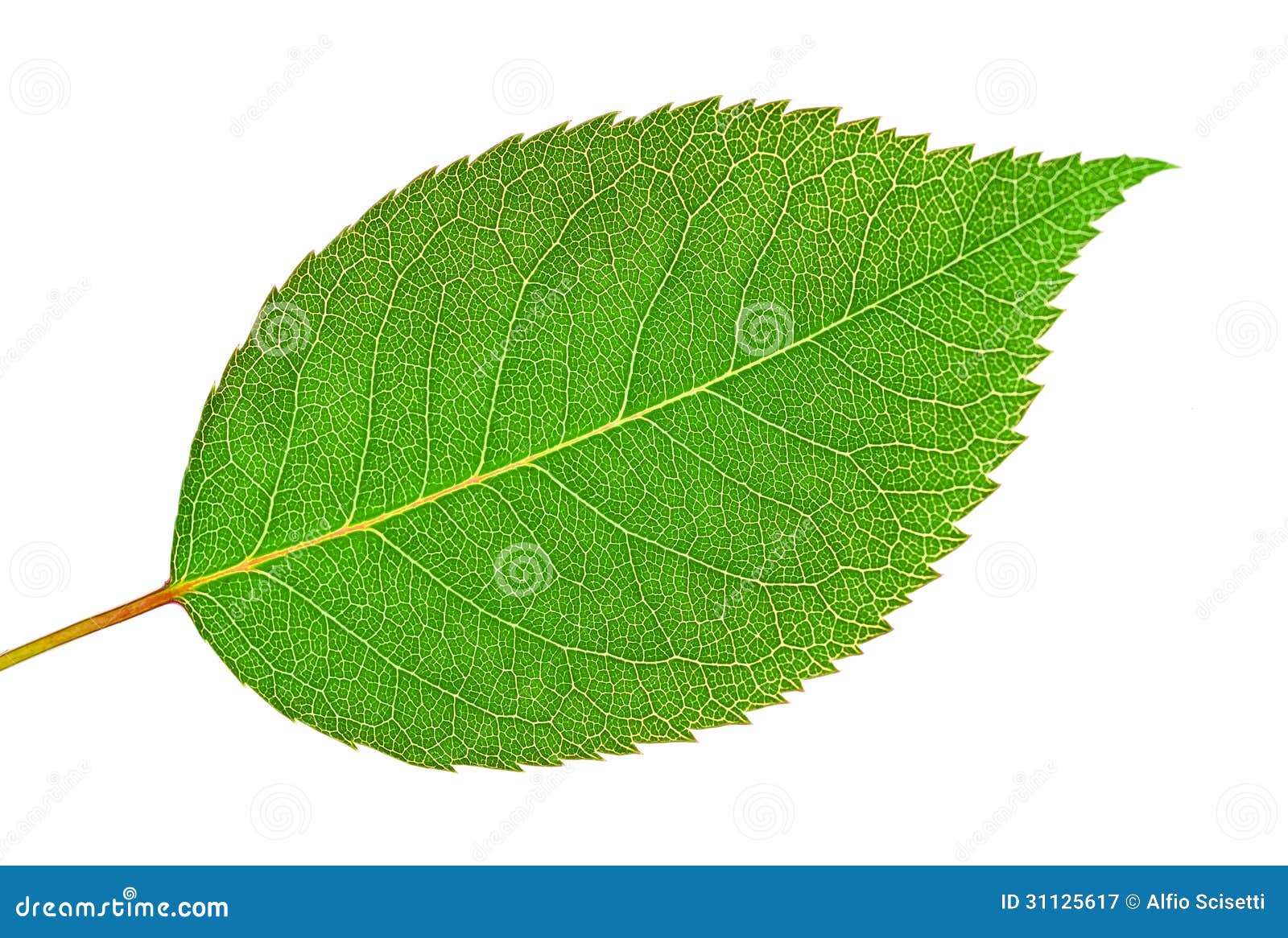 Hoja de Rose imagen de archivo. Imagen de follaje, detalles - 31125617