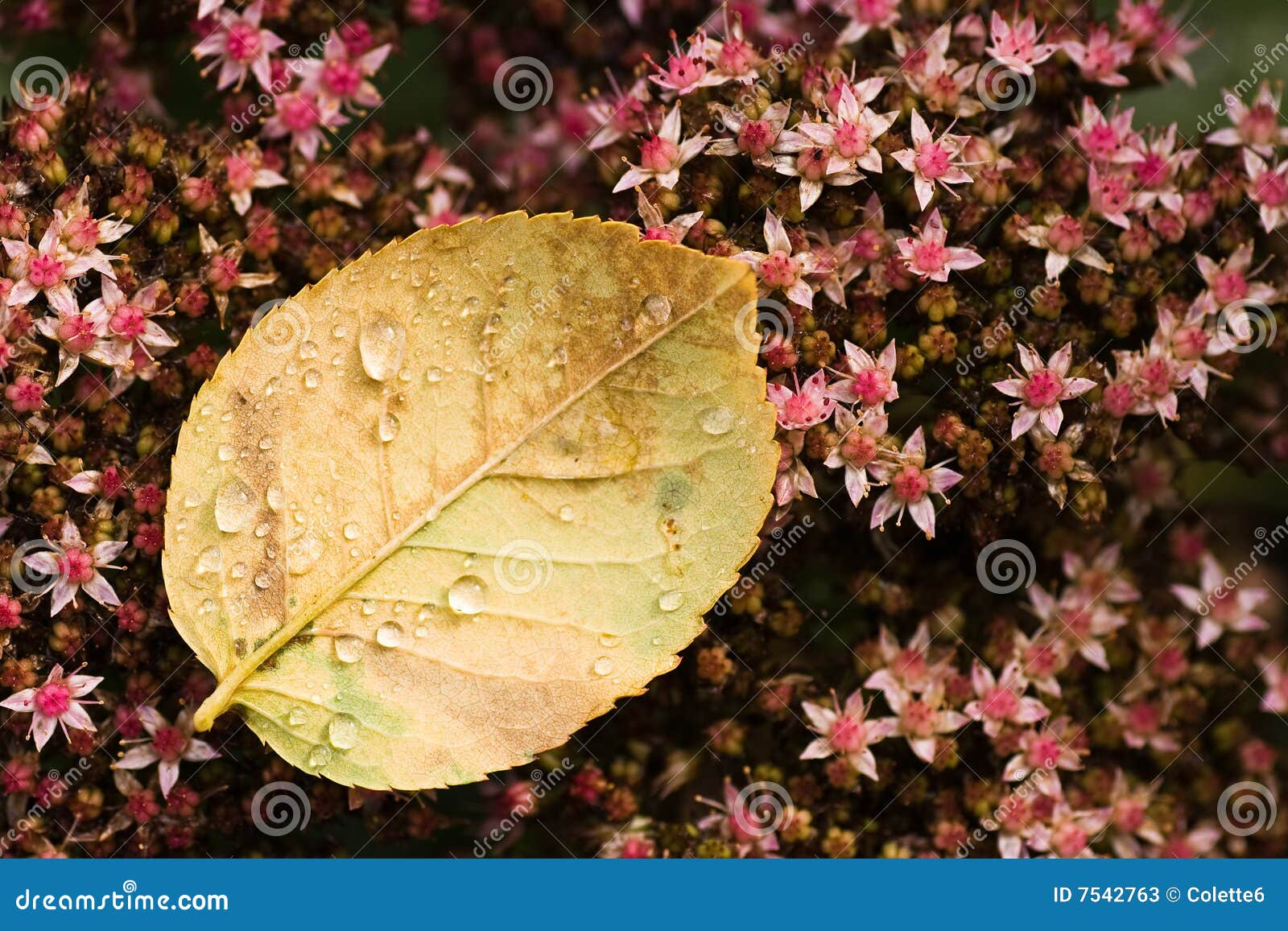 Hoja De Rose Con Gotas En Sedum Imagen de archivo - Imagen de primer ...