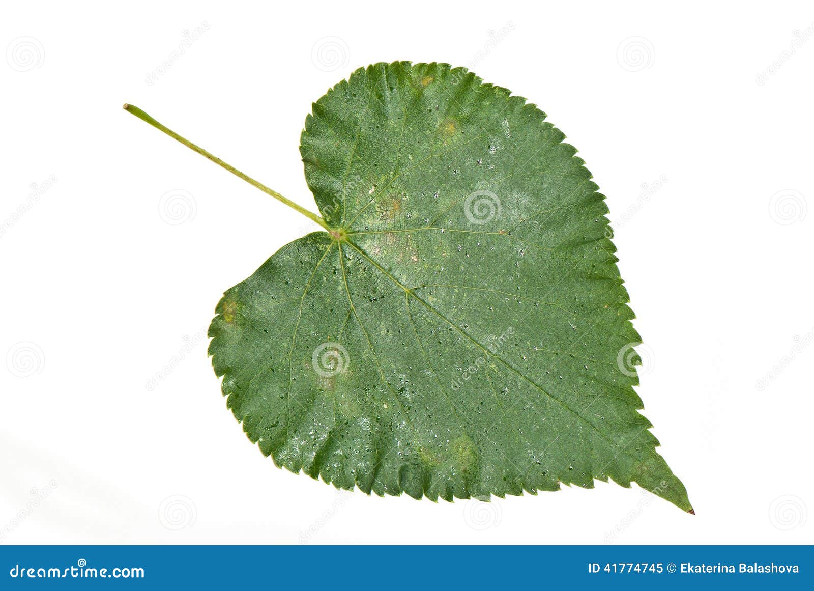 Hoja del álamo imagen de archivo. Imagen de verde, fondos - 41774745