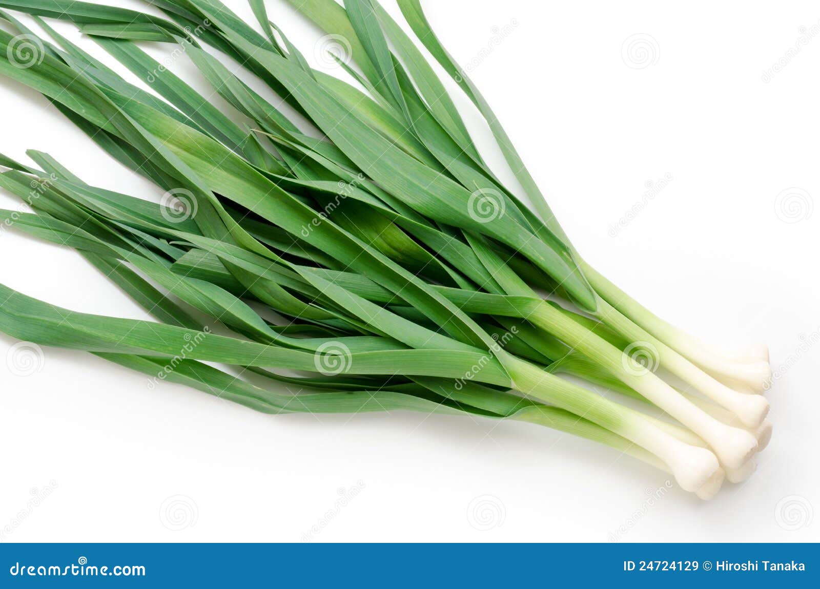 Hoja del ajo imagen de archivo. Imagen de crisol, especia - 24724129