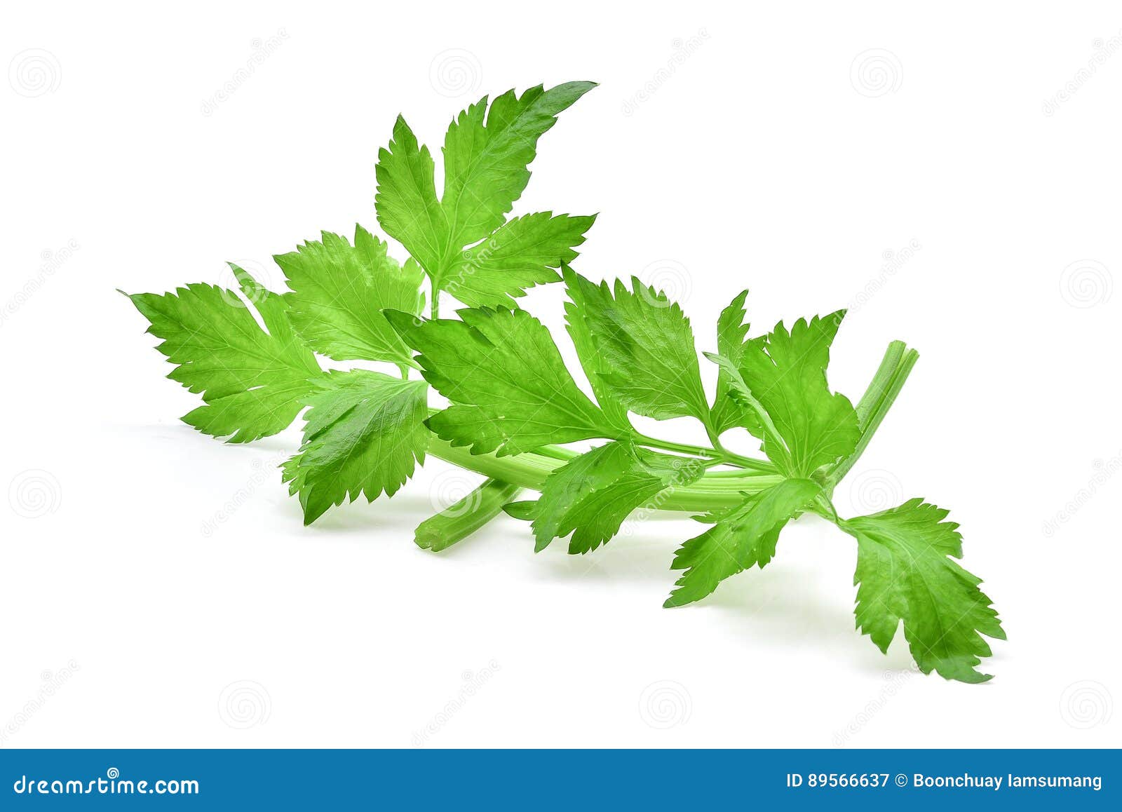 Hoja Del Apio Aislada En Blanco Imagen de archivo - Imagen de perejil ...