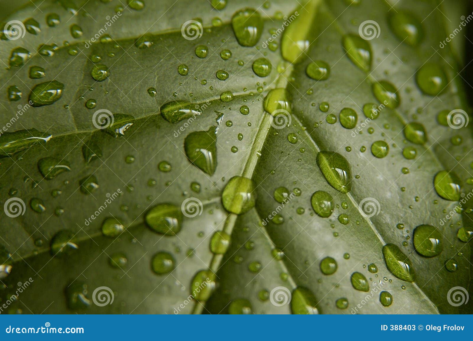 Hoja del café imagen de archivo. Imagen de planta, macro - 388403