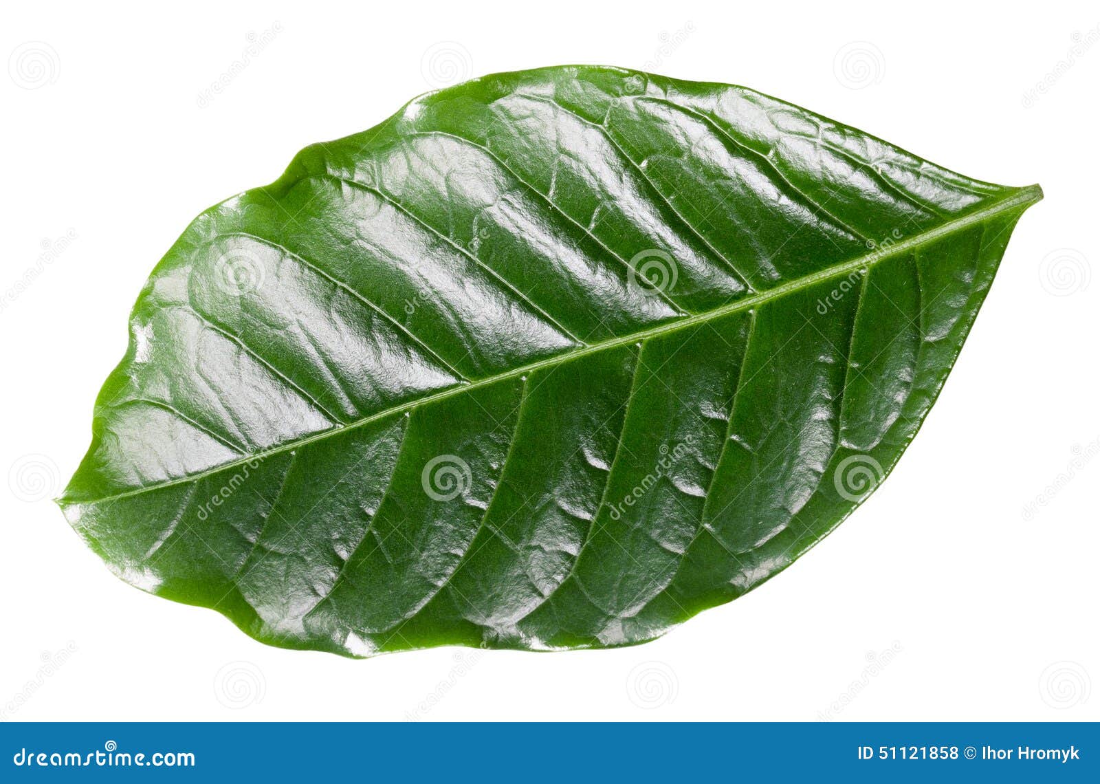 Hoja del café foto de archivo. Imagen de frescura, planta - 51121858