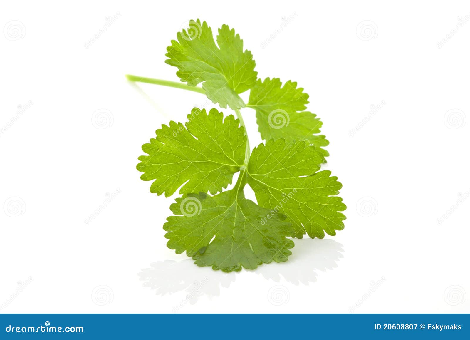 Hoja del coriandro. imagen de archivo. Imagen de cubo - 20608807