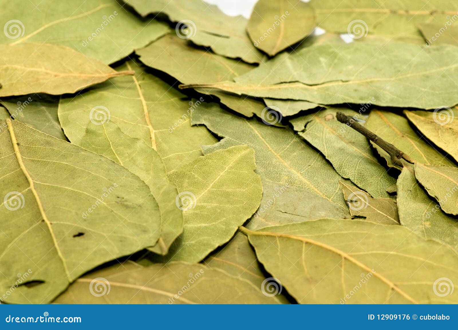 Hoja del laurel foto de archivo. Imagen de tradicional - 12909176
