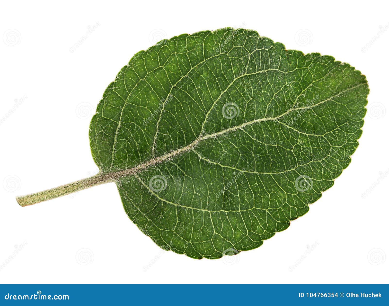 Hoja del manzano foto de archivo. Imagen de frescura - 104766354